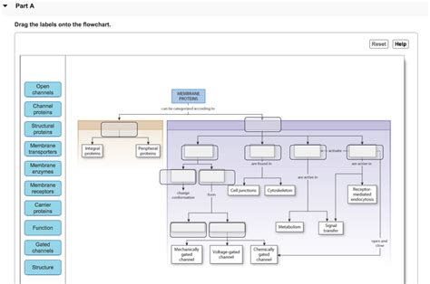 Membrane Structure Chart Answers A Visual Reference Of Charts Chart