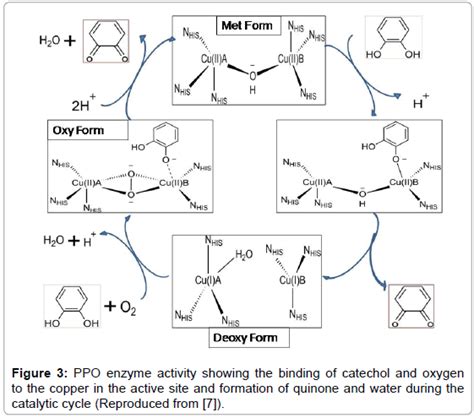 Polyphonel Oxidases Biochemical And Molecular Characterization