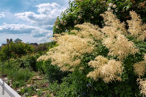 Aruncus Dioicus Forest Is A Beautiful Stout Herb Our Native It
