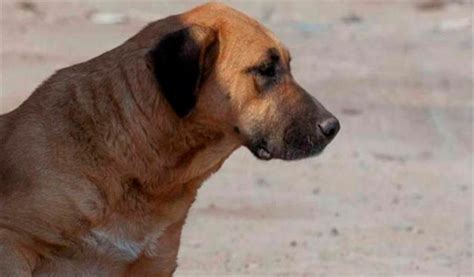 Video Hombre Mata A Un Perro En La Calle Para Comerlo Digame Co