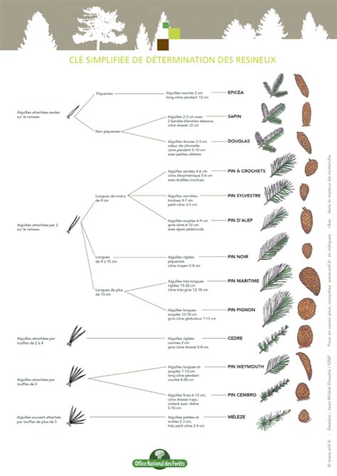 Planches Daide à Lidentification Des Feuillus Et Résineux Probatoire Accompagnateur En Montagne