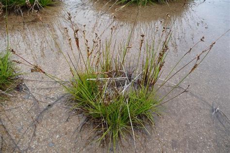 Flora Of New Zealand Weed Profile Juncus Squarrosus