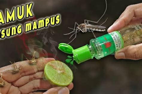 Campuran Jeruk Nipis Dan Minyak Kayu Putih Ini Punya Manfaat Dahsyat