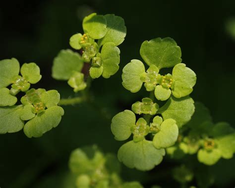 ユキノシタ目ユキノシタ科の植物 道南花日記