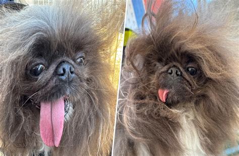 ‘el Perro Más Feo Del Mundo Es Una Bola De Pelo Llamado Wild Thang