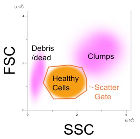 How To Prepare A Good Single Cell Suspension