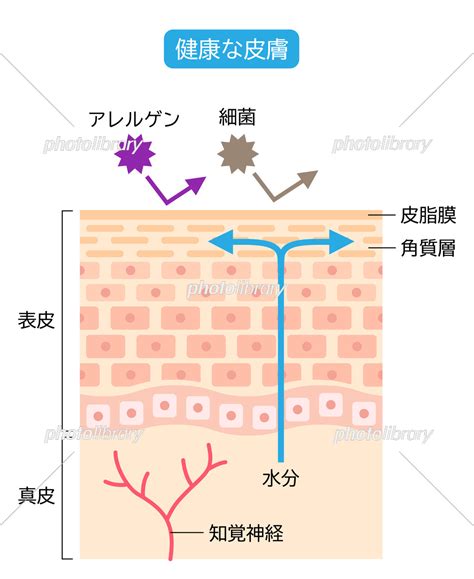健康な肌 肌細胞と断面図 イラスト素材 7154139 フォトライブラリー Photolibrary