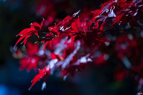 Flickr
