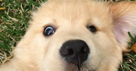 Have Some Derpy Doggy Faces Album On Imgur