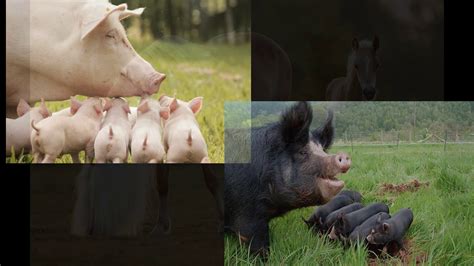 Окружающий мир 4 класс ч 1 тема урока Животноводство в нашем крае с 195 203 Школа России