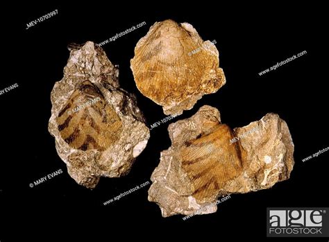 Fossilised Relics Of This Fan Shaped Bivalve Bivalves Are Shelled