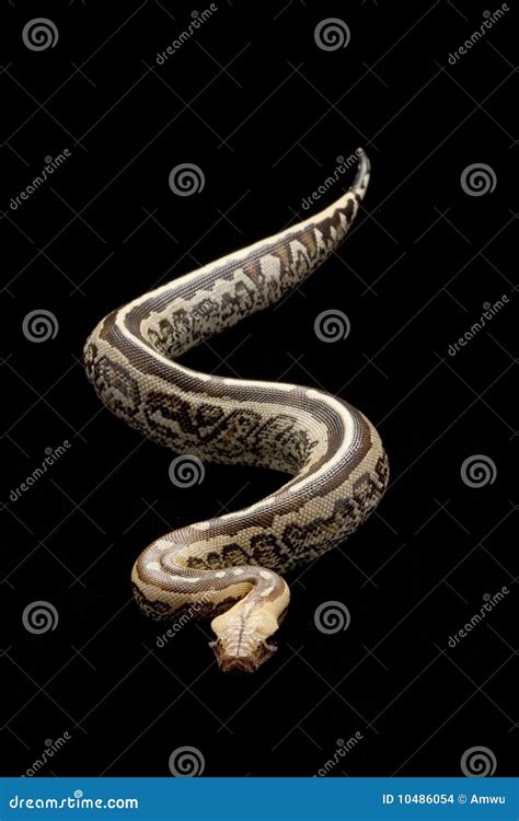 Borneo Short Tailed Blood Python Stock Photo Image Of Reptile Colorful 10486054