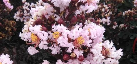 Lagerstroemia Black Diamond Blush 40 60cm C2 ERLI Pl