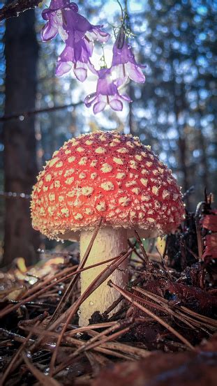 잔디에 흰색 반점과 함께 버섯 할당 빨간 비행 거리 Agaric 버섯 가을에 대한 스톡 사진 및 기타 이미지 가을 계절
