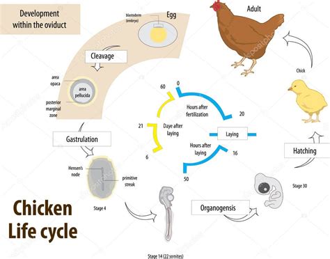 Ciclo De Vida Del Pollo Vector De Stock Por Magemasher 129294320