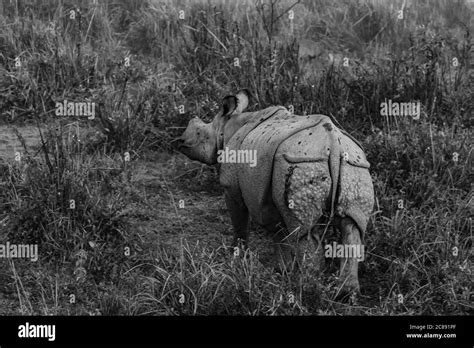 A Monochrome Image Of A One Horned Rhino Standing And Grazing Amidst