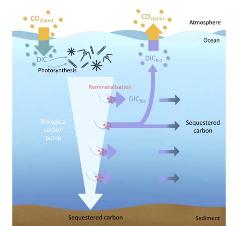Land In The Earth System 14 The Ocean And Its Co2 Uptake