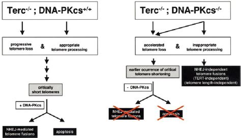 Working Model Showing That Dna Pkcs Is Essential For Both Telomere Download Scientific Diagram