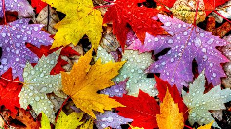 Autumn Rain Wallpapers Top Free Autumn Rain Backgrounds Wallpaperaccess