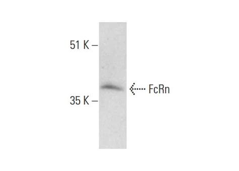 Fcrn Antibody B 8 Scbt Santa Cruz Biotechnology