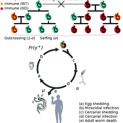 Conceptual Diagram Of The Integrated Epidemiological And Population