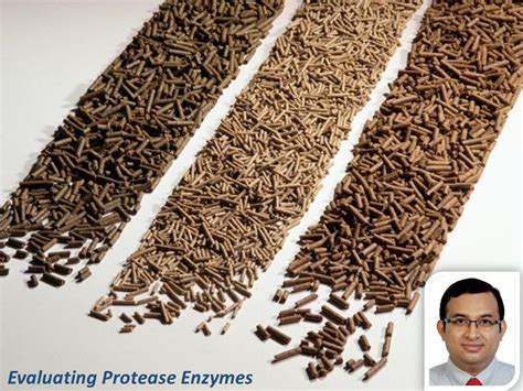 Evaluating Protease Enzymes Novus International Inc