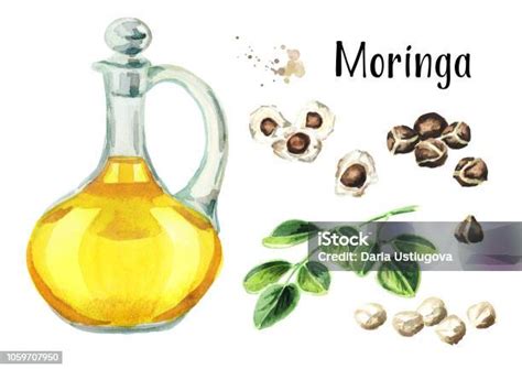 Moringa 또는 Behen 오일 세트 흰색 배경에 고립 수채화 손으로 그린 그림 0명에 대한 스톡 벡터 아트 및 기타 이미지