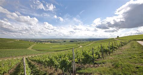 Startseite Weingeschichte In Rheinhessen