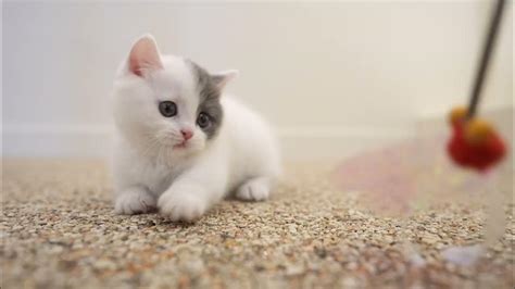 펫퍼센트 먼치킨 솜이 먼치킨분양 애기고양이 고양이집사 아기고양이 새끼고양이 부산고양이분양 부산애견샵 부산펫샵 양정애견샵 다리짧은고양이 장화신은고양이 Youtube