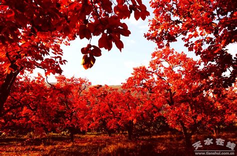 清水柿子熟了 火红的 柿林”赛 枫林”组图 天水在线