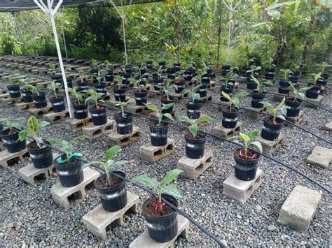Growing Bananas Inside A Nursery Stock Image Image Of Food