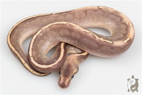 Python Regius Bamboo Mahogany