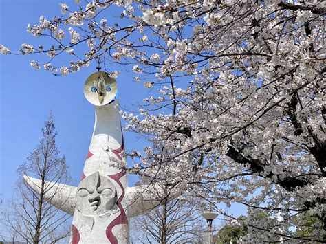 Enjoy Expo On Twitter 万博記念公園の桜は今が一番の見頃です🌸