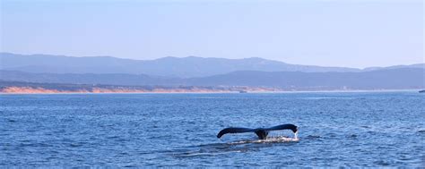 몬트레이 캘리포니아에 요 행 수 Whalewatching에서 태평양에 향유 고래 투어 고래구경에 대한 스톡 사진 및 기타 이미지