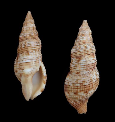 Colubraria Muricata Malacology