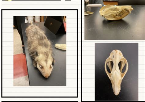 Mammals Flashcards Quizlet