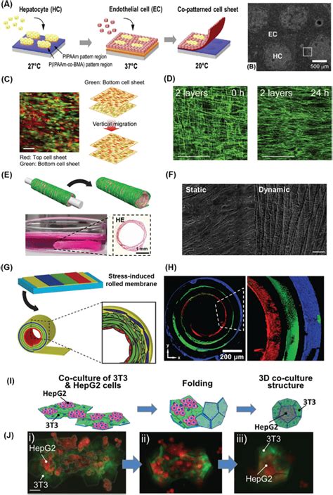 Assembling Cell‐rich Multilayered Constructs With Advanced Cell Sheet