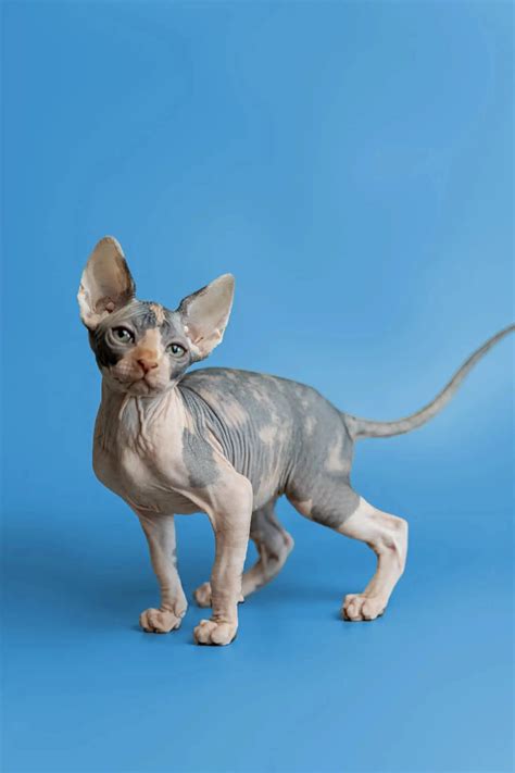 Fiona Sphynx Kitten Loving Wrinkly Companion
