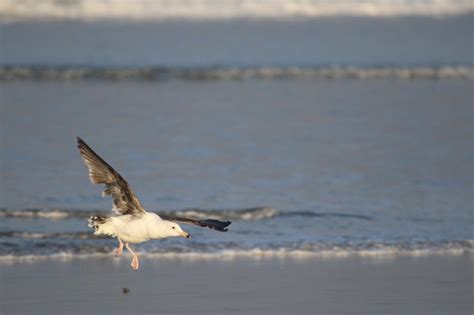La Gaviota Volando Sobre La Playa Foto Premium
