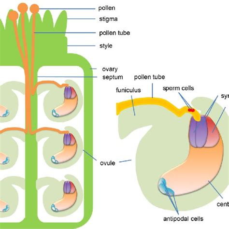 Schematic Representation Of Pollination And Fertilization Processes In