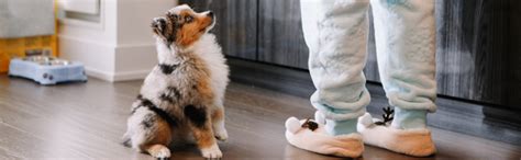 Understanding Pet Behavior Decoding Body Language Creature