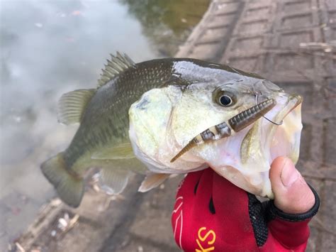 バス釣り 2月の攻略法｜冬の低活性バスを釣るコツとは？ Enjoy Angler