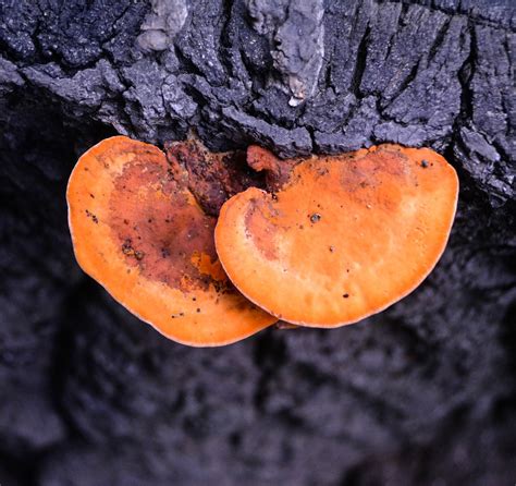 Cogumelo Venenoso Guarda Foto Gratuita No Pixabay Pixabay
