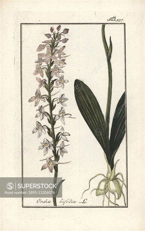 Lesser Butterfly Orchid Plantathera Bifolia Handcoloured Copperplate