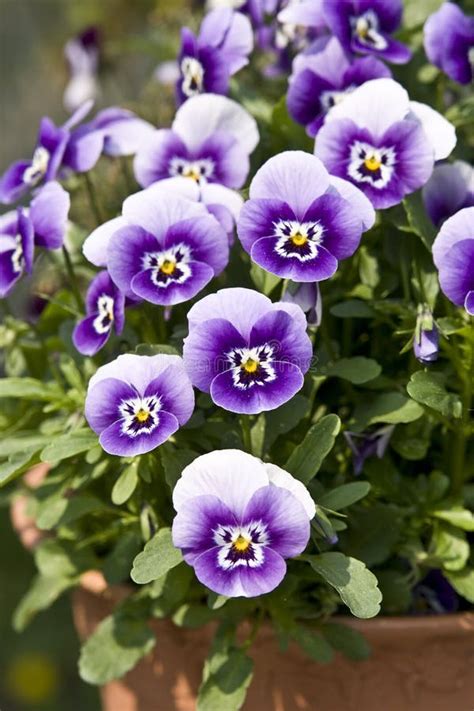 Blue Pansies Stock Image Image Of Botany Blue Garden 2906521