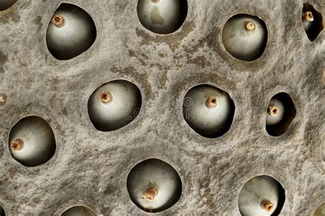Lotus Seed Head When Green Used Has Food Eating Seeds After Pealing