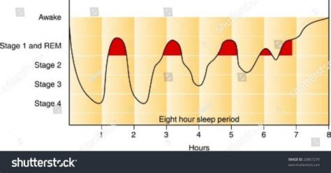 Sleep Cycle Graph Stock Vector 23857279 Shutterstock