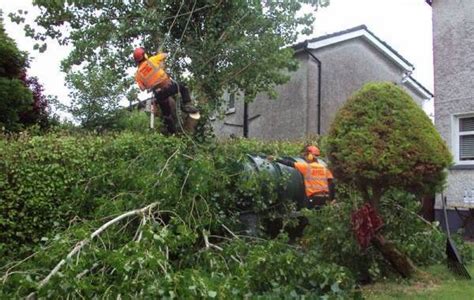 Tree Lopping Solutions Tree Removal Service For All Sized Trees And Branches