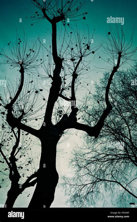 Trees Without Leaves In Winter Stock Photo Alamy