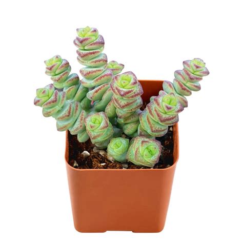 How To Care For Cotyledon Pendens Succulents The Next Gardener Thenextgardener